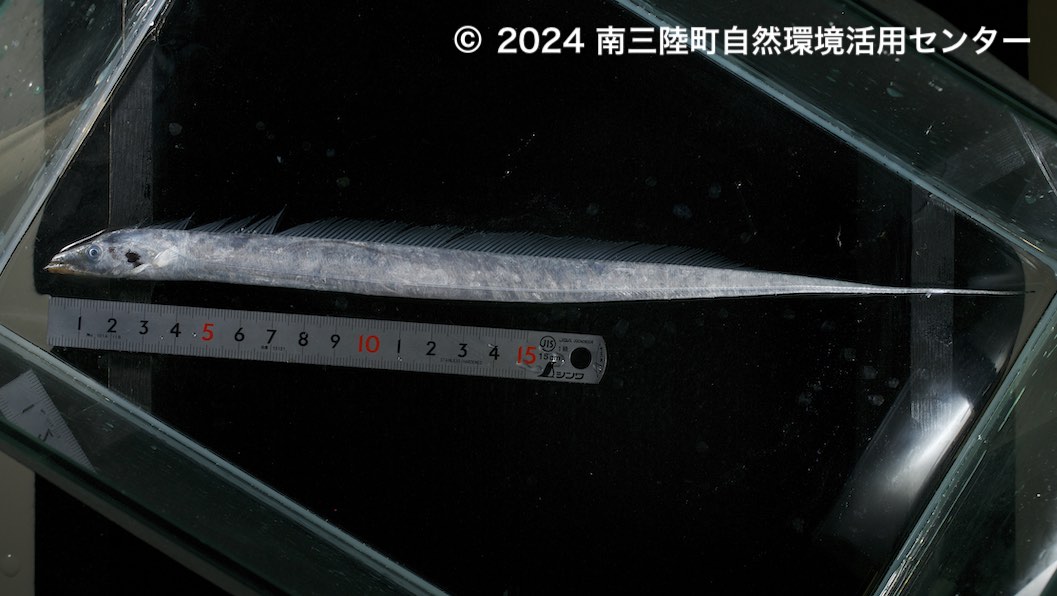 タチウオ科Trichiuridae – 南三陸ネイチャーセンター魚類標本データベース