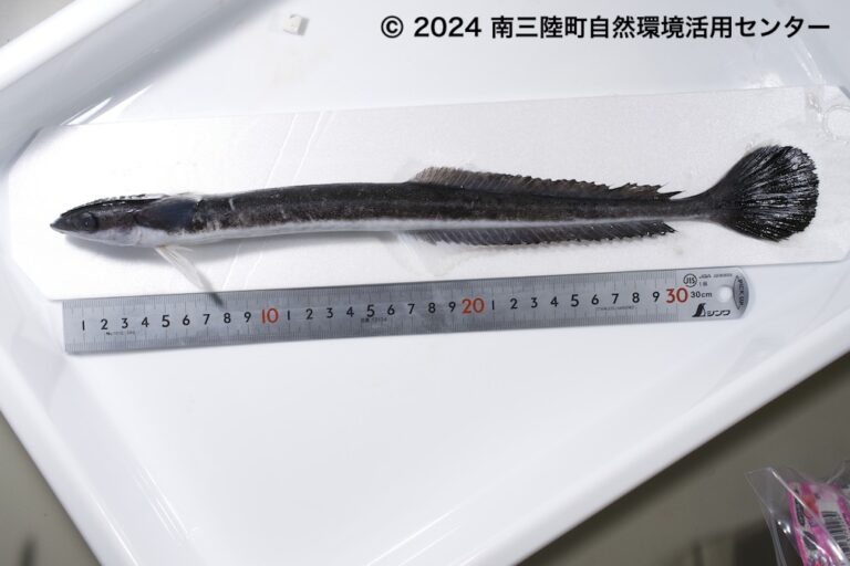 コバンザメ科Echeneidae – 南三陸ネイチャーセンター魚類標本データベース
