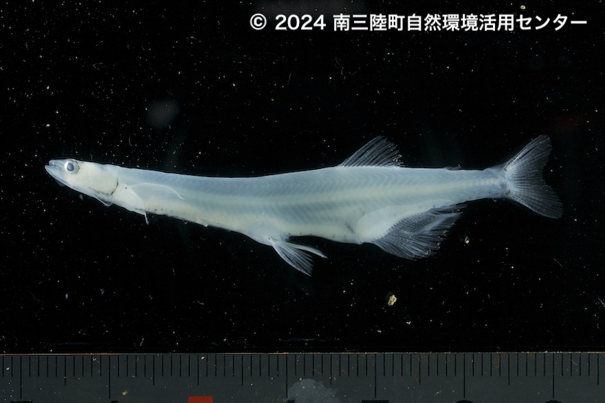 シラウオ科Salangidae – 南三陸ネイチャーセンター魚類標本データベース