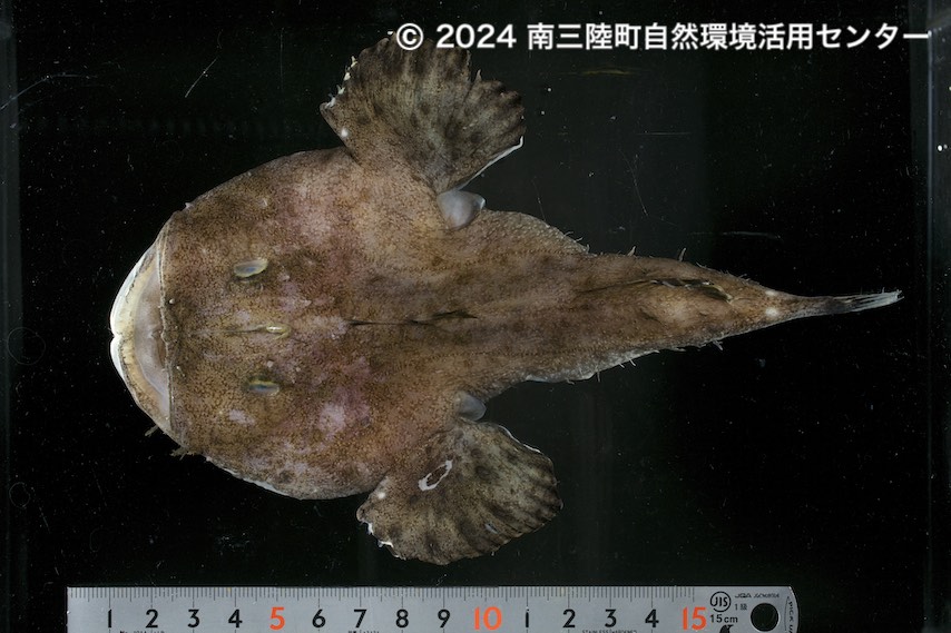 アンコウ科Lophiidae – 南三陸ネイチャーセンター魚類標本データベース