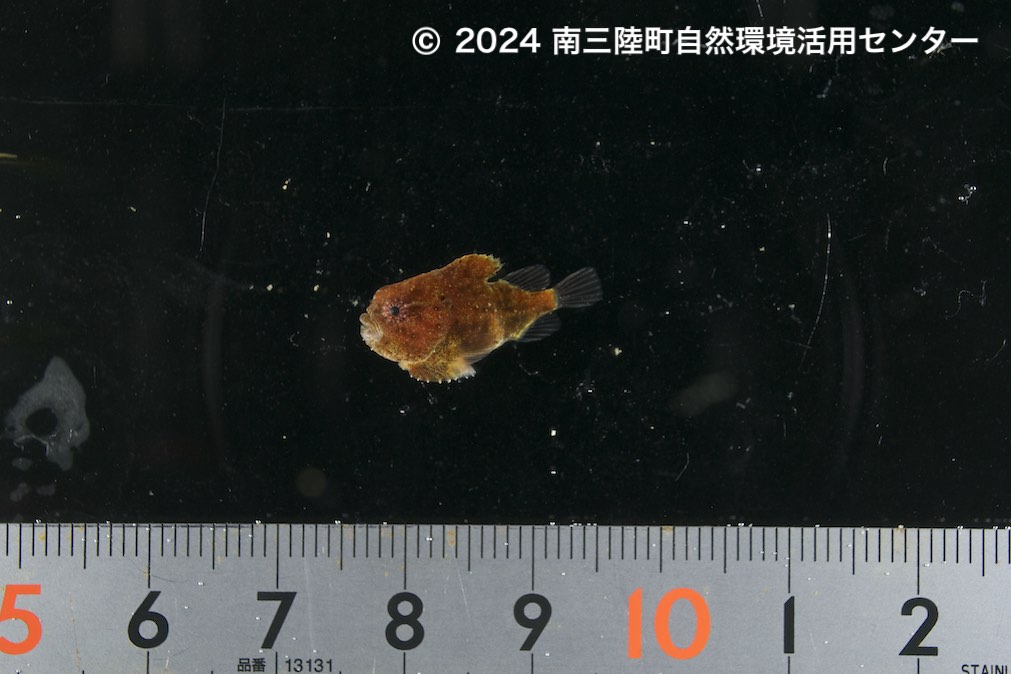 ダンゴウオ科Cyclopteridae – 南三陸ネイチャーセンター魚類標本データベース