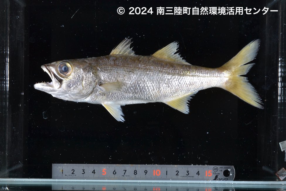 ムツ科Scombropidae – 南三陸ネイチャーセンター魚類標本データベース