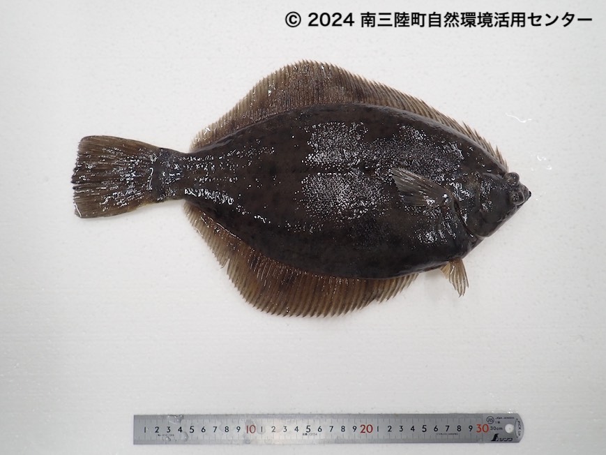 カレイ科Pleuronectidae – 南三陸ネイチャーセンター魚類標本データベース