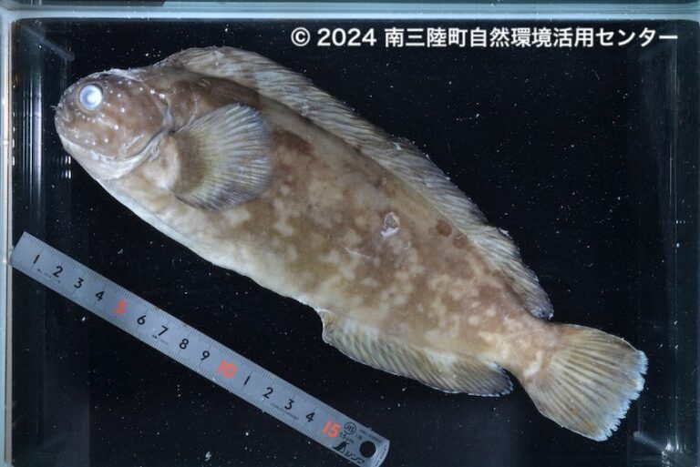ボウズギンポ科Zaproridae – 南三陸ネイチャーセンター魚類標本データベース