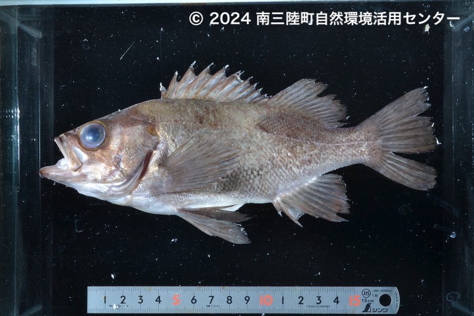 メバル科Sebastidae – 南三陸ネイチャーセンター魚類標本データベース