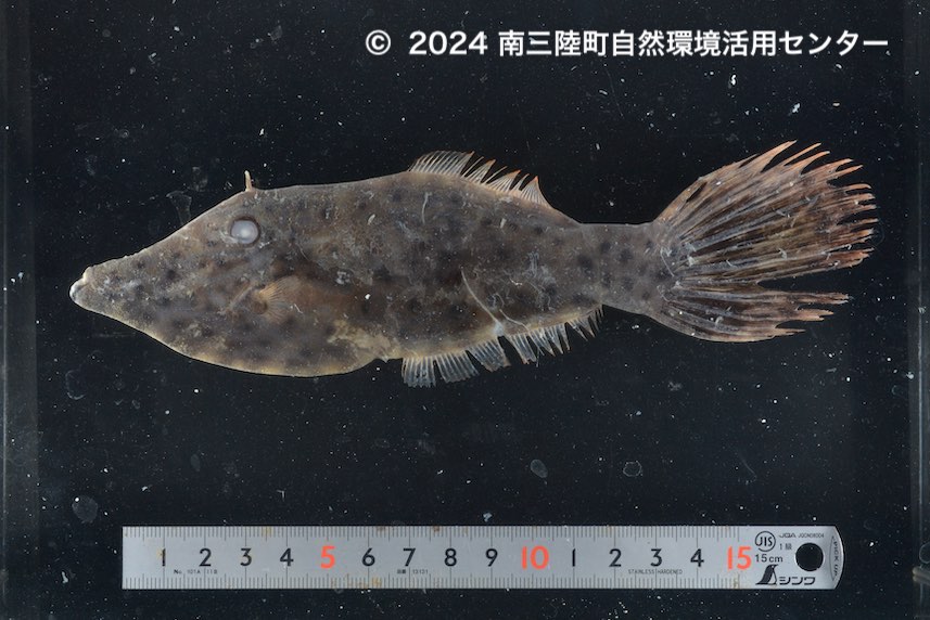 カワハギ科Monacanthidae – 南三陸ネイチャーセンター魚類標本データベース