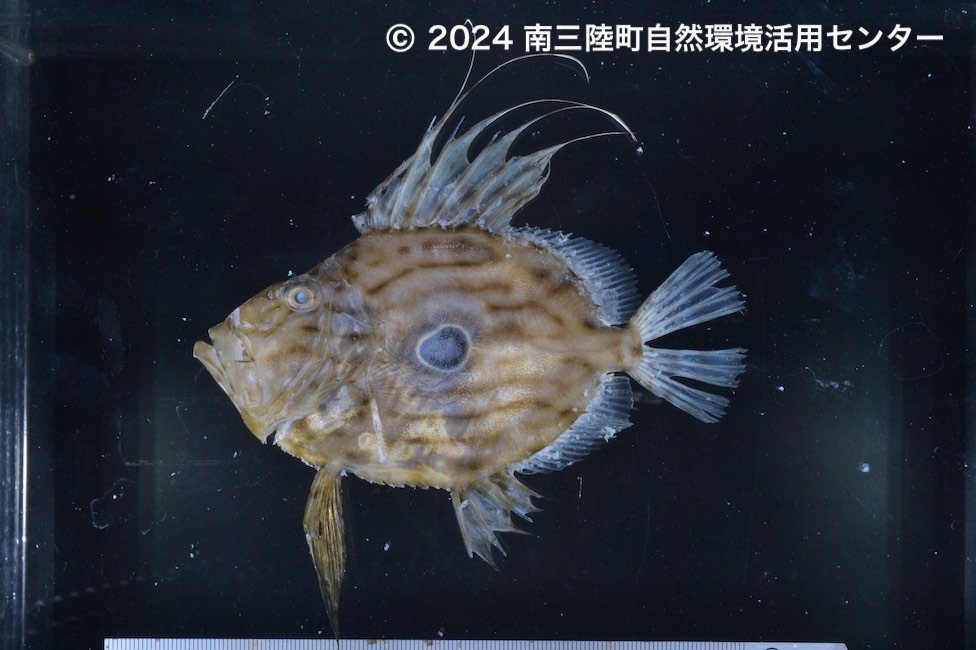 マトウダイ科Zeidae – 南三陸ネイチャーセンター魚類標本データベース