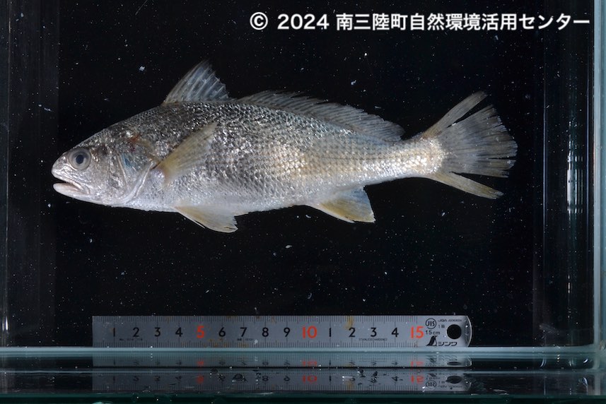 ニベ科Sciaenidae – 南三陸ネイチャーセンター魚類標本データベース