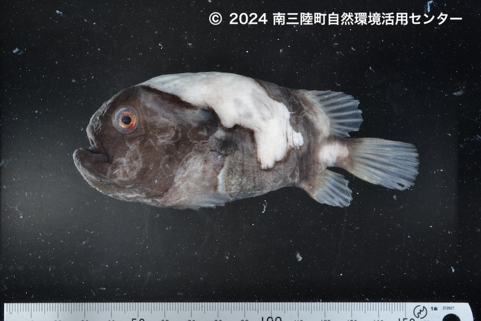 ダンゴウオ科Cyclopteridae – 南三陸ネイチャーセンター魚類標本データベース