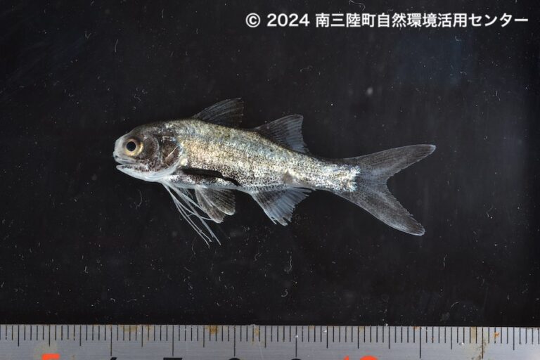 ツバメコノシロ科Polynemidae – 南三陸ネイチャーセンター魚類標本データベース